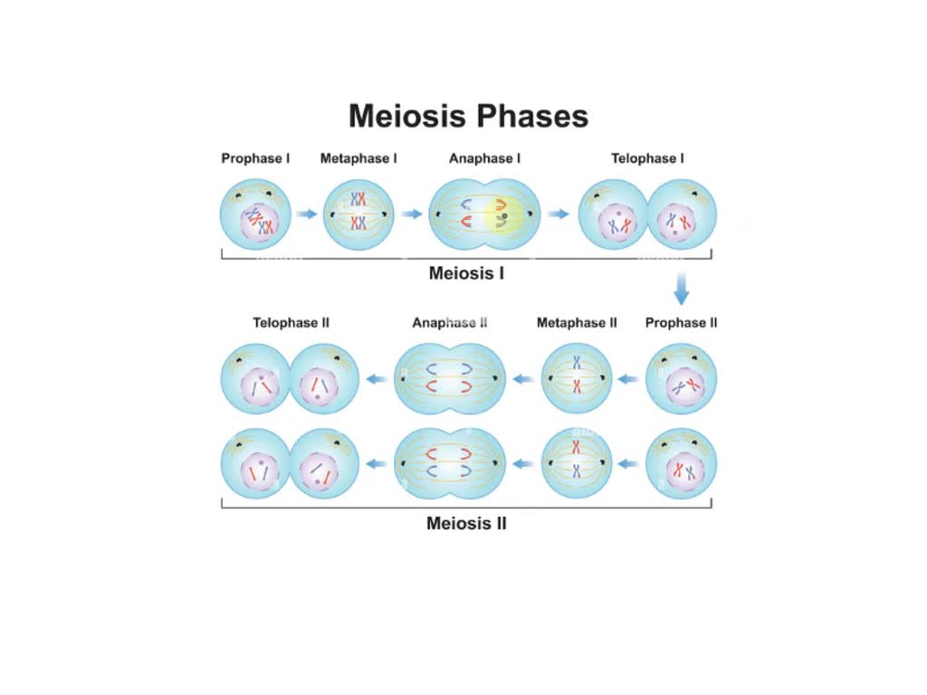 SOLVED: Meiosis gives rise t0 the formation of gametes (sperm and cgg ...