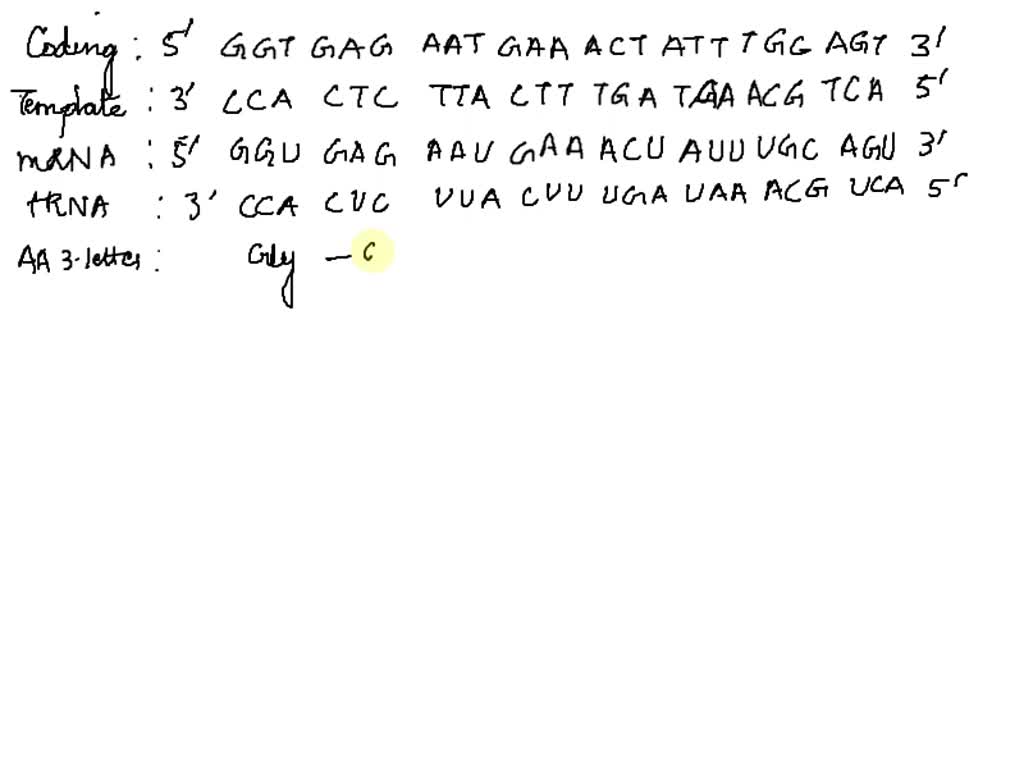 SOLVED: BIO 340 Activity #1: DNA and the Central Dogma Name (Last ...