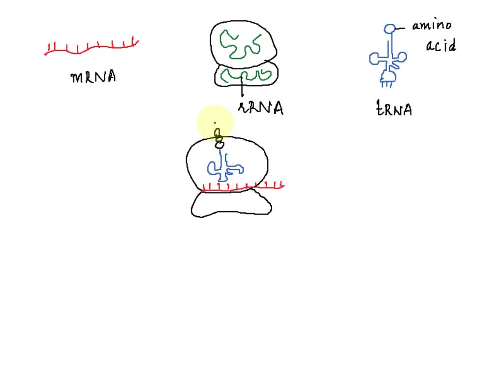 SOLVED: Draw and label an rRNA (ribosome). Make sure to describe any ...