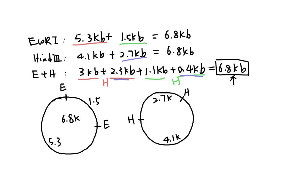 SOLVED: A preparation of circular plasmid DNA was digested with three different combinations of ...