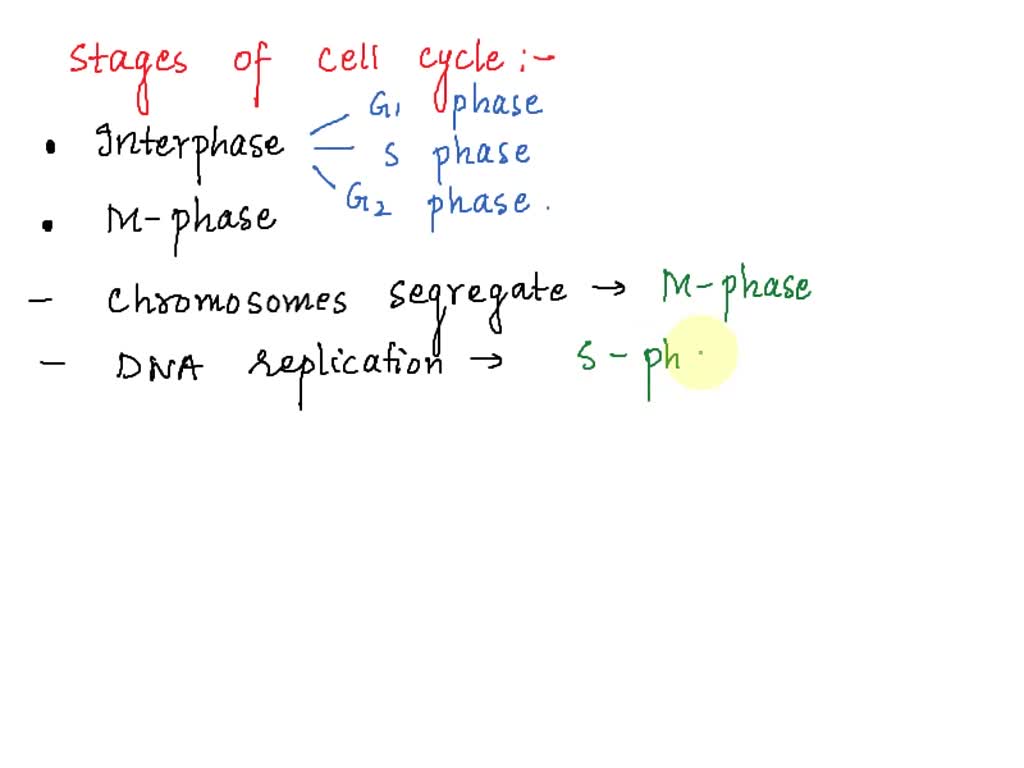 SOLVED: Describe what takes place during the phases of interphase and ...