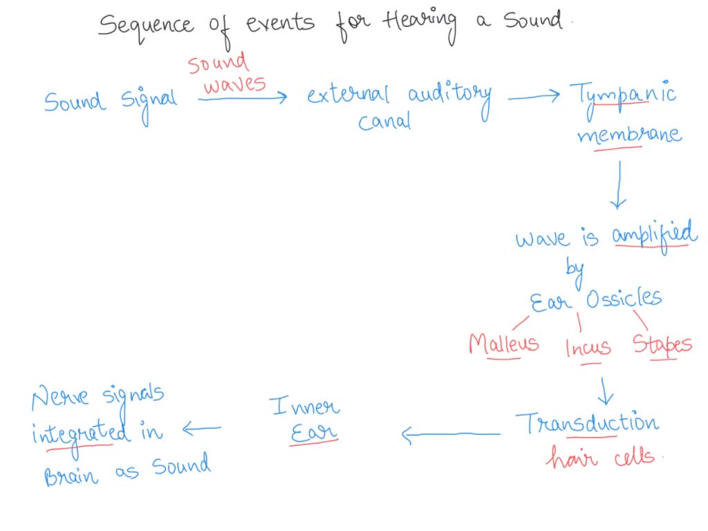 SOLVED: What is the correct sequence of events that would lead to a ...