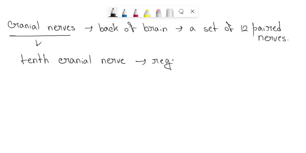 SOLVED: Across 4. What cranial nerve is completely autonomic and ...