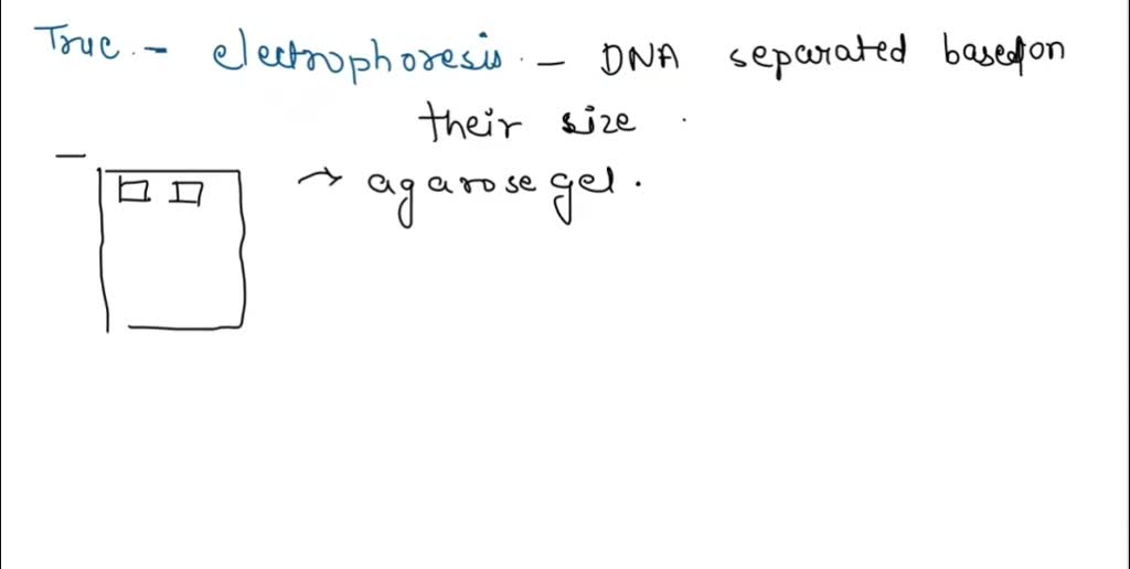 SOLVED: Question 7 1 pts On an electrophoresis gel, double-stranded ... SOLVED: Question 7 1 pts On an electrophoresis gel, double-stranded ...