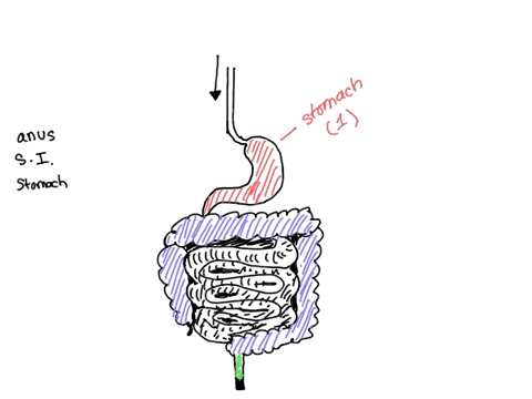 SOLVED: Metabolism occurs in Option 1 Small intestine Option 2 Alveoli ...