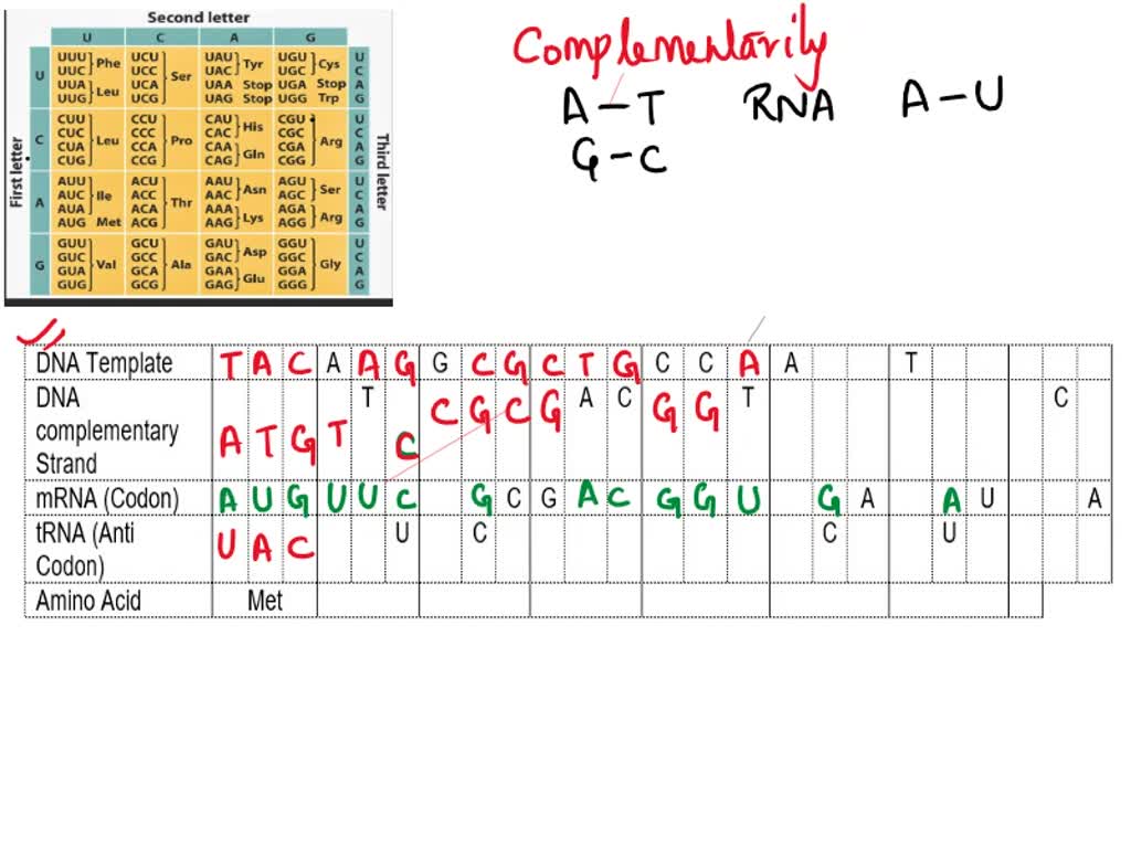 SOLVED Q 10 Fill In The Following Table With The Appropriate DNA SOLVED Q 10 Fill In The Following Table With The Appropriate DNA