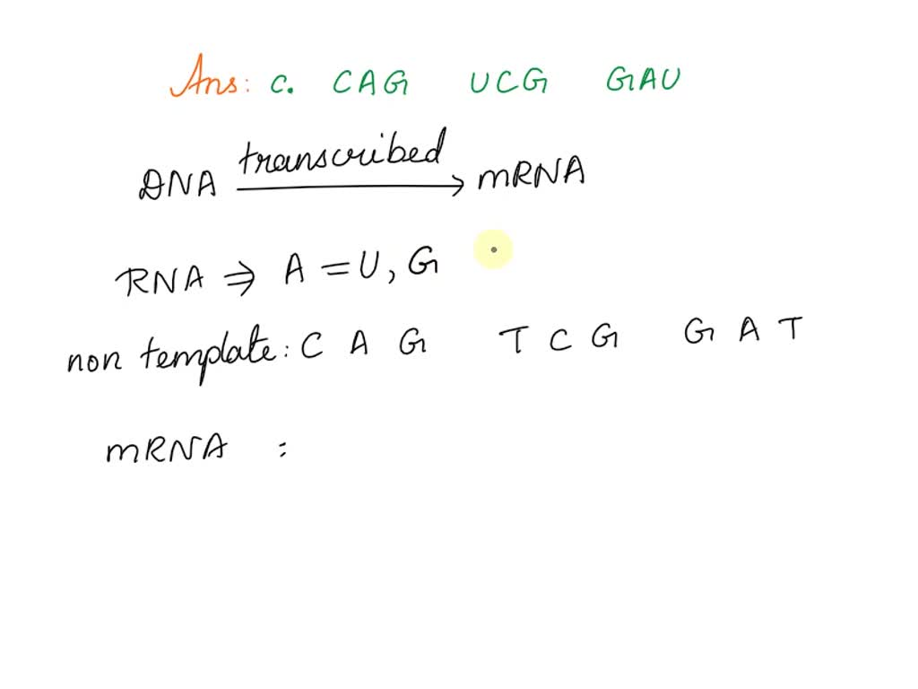 SOLVED: A portion of the coding strand of DNA has the following ... SOLVED: A portion of the coding strand of DNA has the following ...