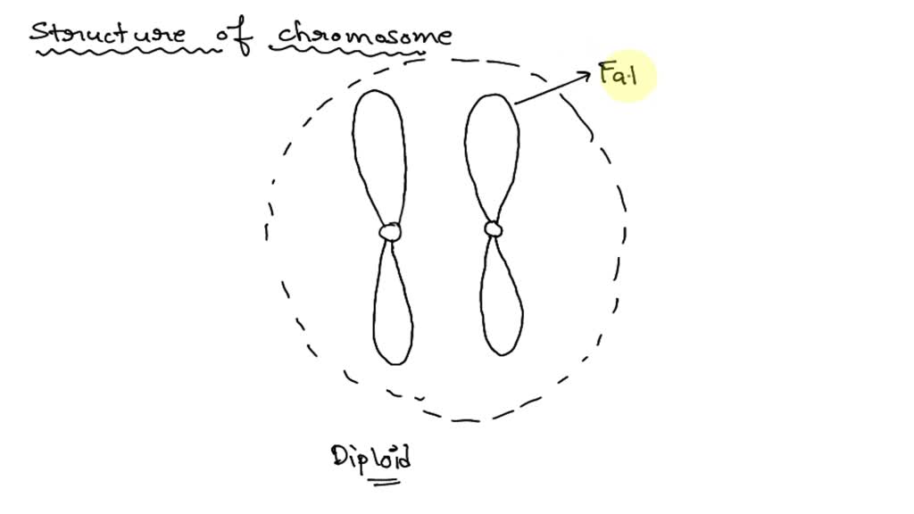 SOLVED: The chromosomes below represent two versions of the same ...