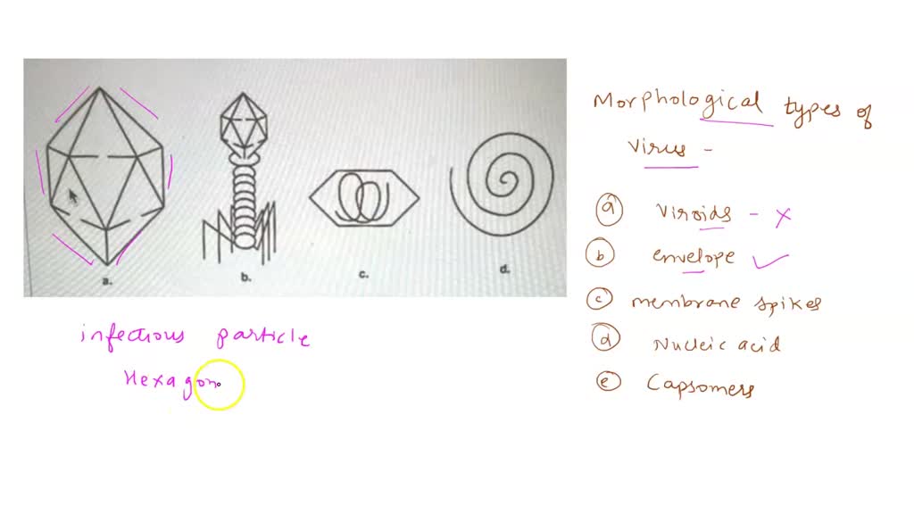 SOLVED: Figure 1 The morphological types of viruses illustrated in ...