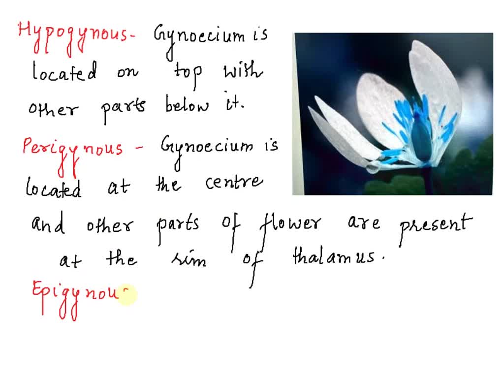 Parts Of Gumamela Flower And Their Functions Ppt | Best Flower Site