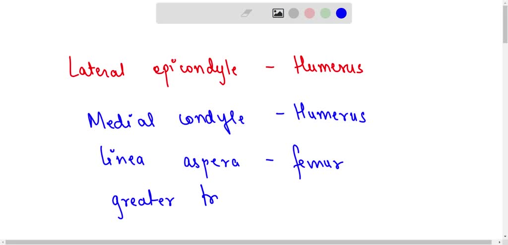 SOLVED: Lateral epicondyle Medial condyle Linea aspera Greater ...