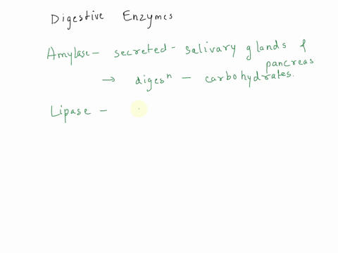 List out all three enzymes and their function in human...