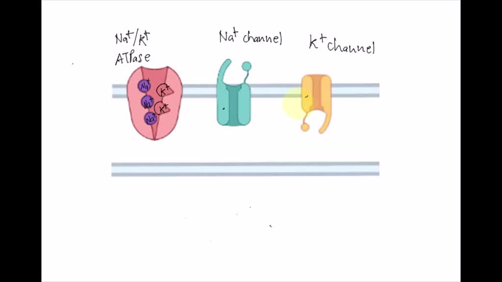 SOLVED: As part of action potential propagation, depolarization opens ...