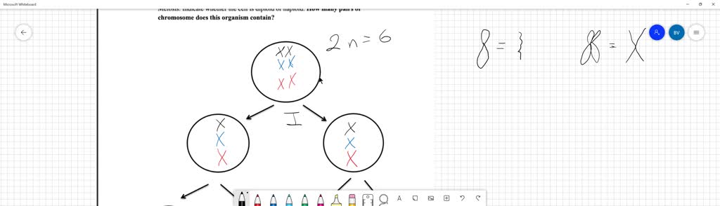 SOLVED: Starting with a cell with a 2n-6, show how the chromosomal ...