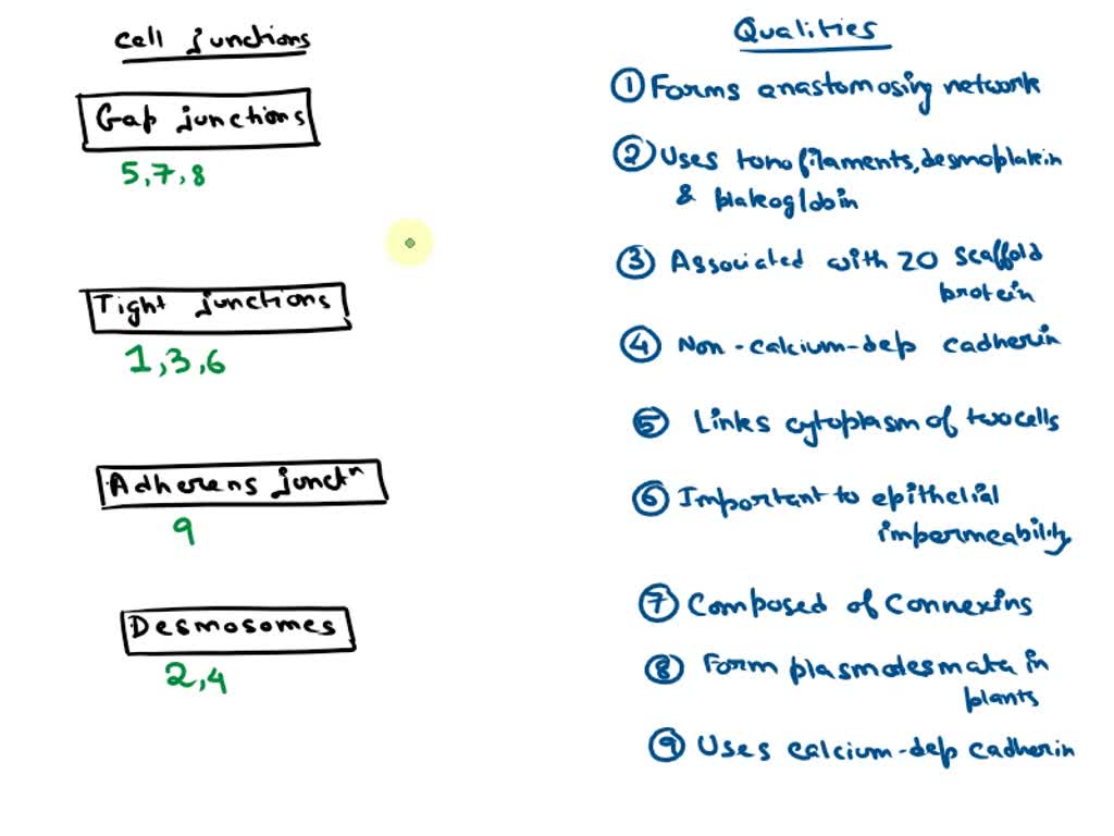 SOLVED: Text: Instruction: Match the following cell junctions with their qualities. Drag a line ...