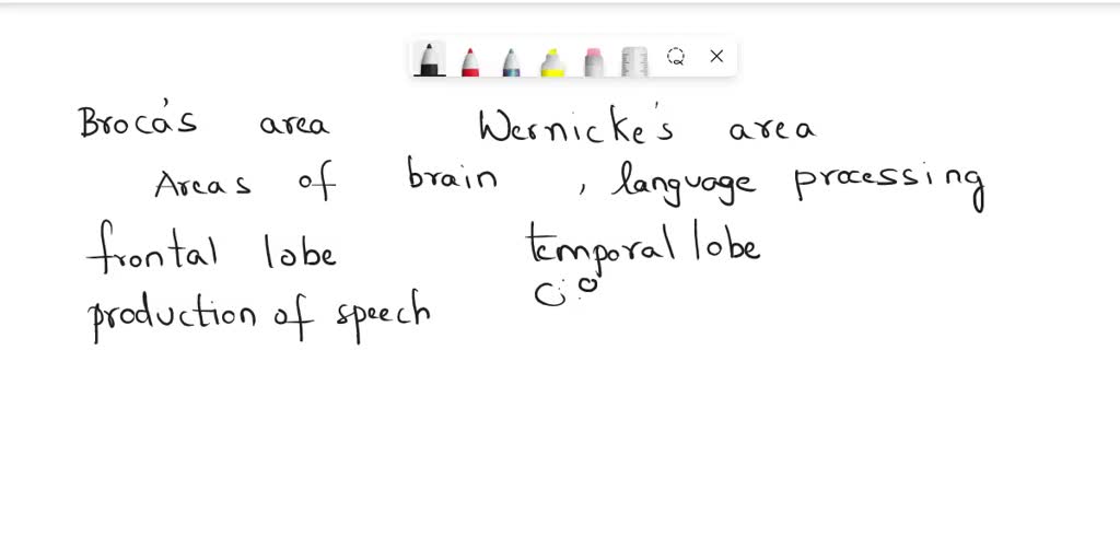 SOLVED: The two brain areas responsible for speech language production ...