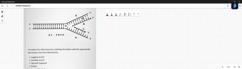 SOLVED: The following diagram represents the DNA replication fork. The ...
