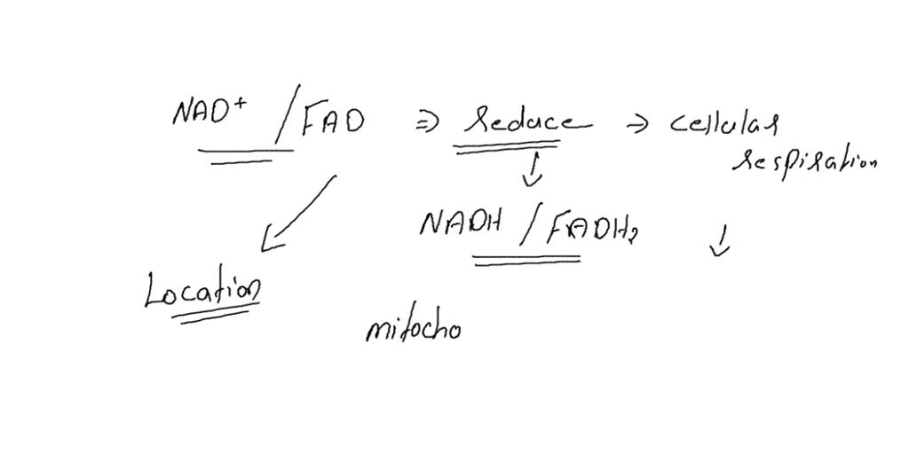 SOLVED: Where in the cell are both NAD+ and FAD reduced to form NADH ...