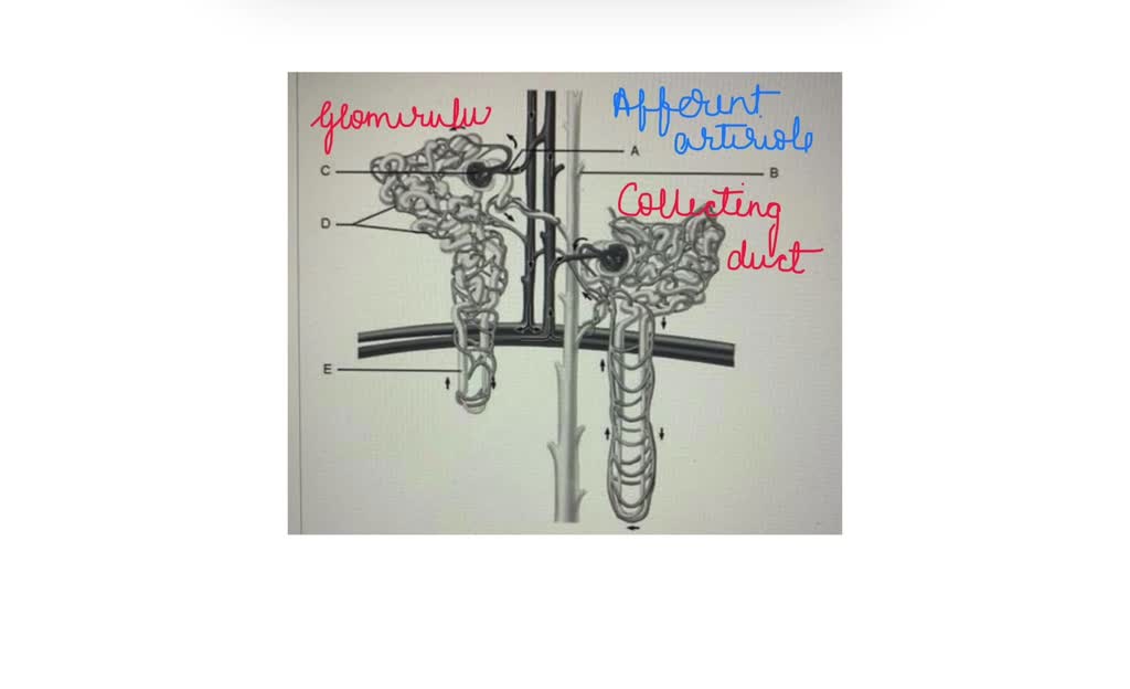 SOLVED: Figure 15.1 - Using Figure 15.1, match the following: Ganglion ... SOLVED: Figure 15.1 - Using Figure 15.1, match the following: Ganglion ...