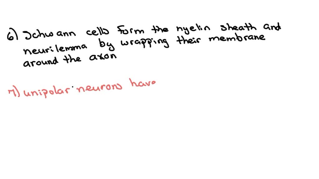 Solved 6 Describe How Schwann Cells Form The Myelin Sheath And The Neurilemma 7 What