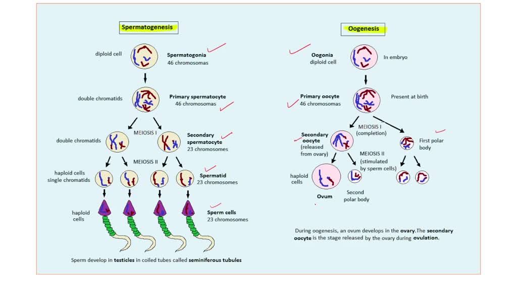 SOLVED: Regarding the steps of gametogenesis and the time periods when ...