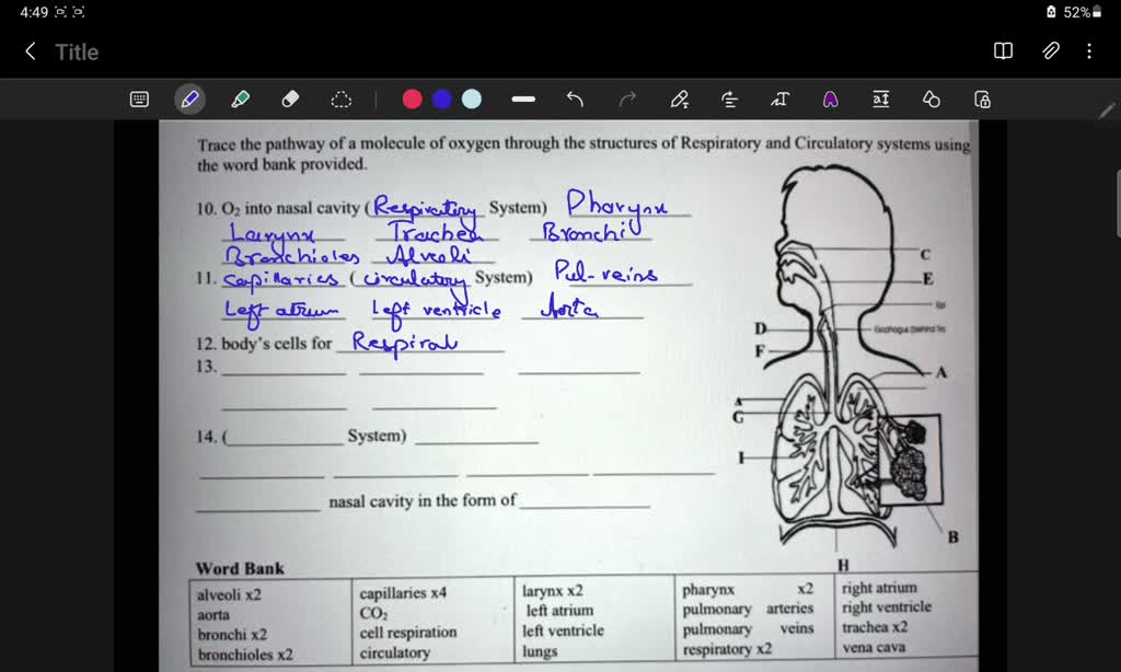 SOLVED: Trace the pathway of a molecule of oxygen through the structures of the Respiratory and ...