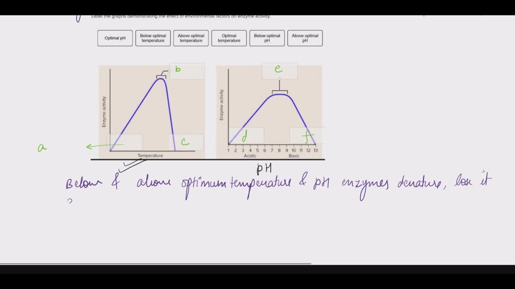 SOLVED: Label the graphs demonstrating the effect of environmental factors on enzyme activity ...