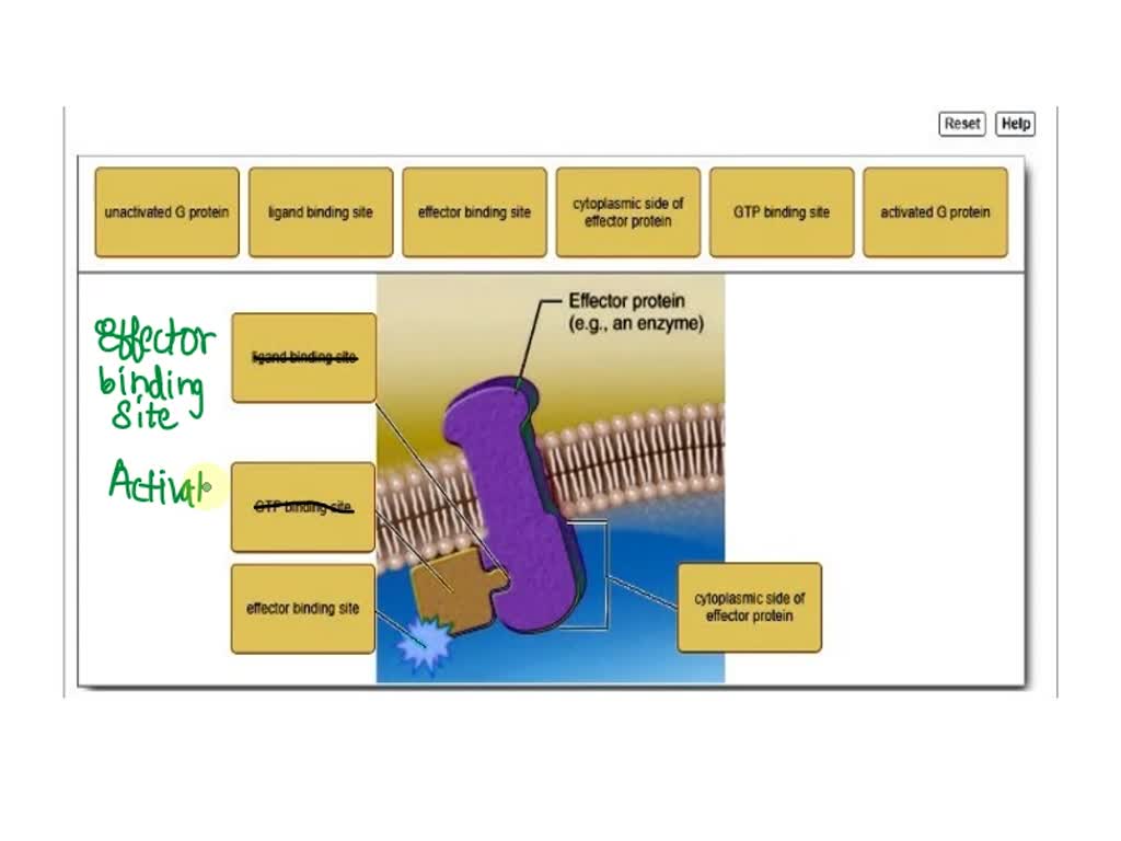 SOLVED: Help with this other question on the Sodium-potassium pump ...