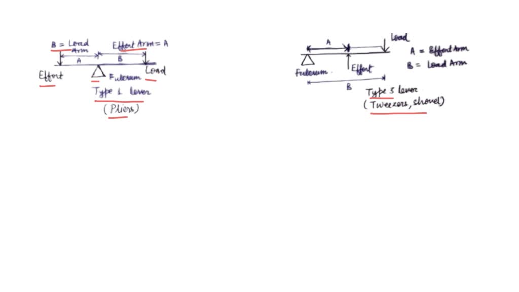 SOLVED: 3. When a person raises their heels off the ground, the foot ...