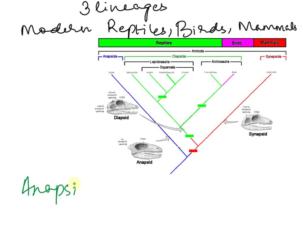 SOLVED: By the late Carboniferous, the amniotes had separated into ...