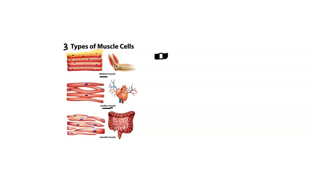 SOLVED: Hint on Muscle Tissue: Identifying individual cells (muscle ...