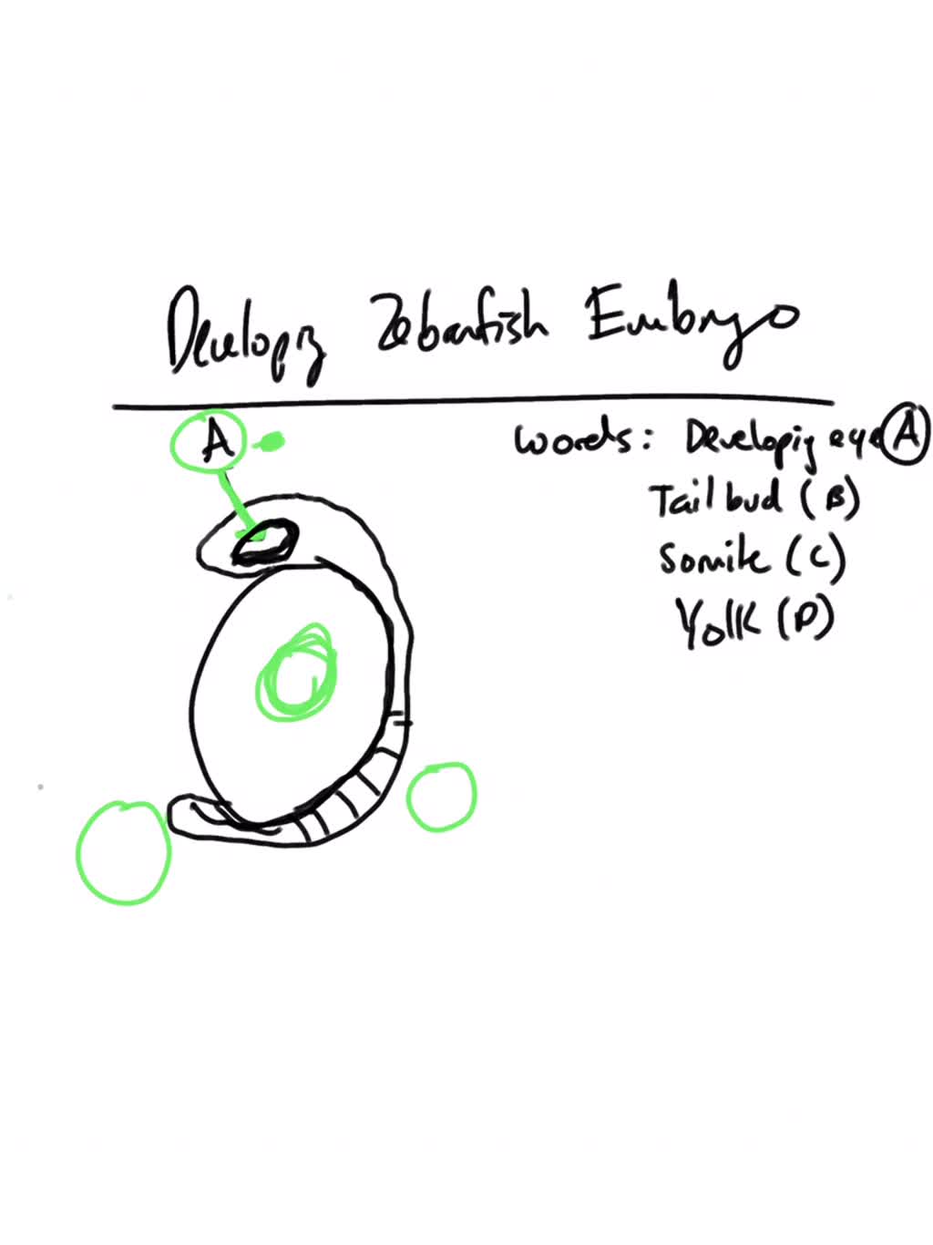 Label the following image with the correct developing structures in the ...