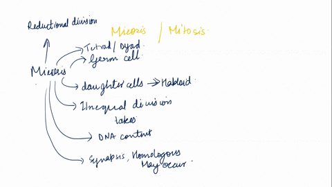 SOLVED: explain features or characteristics of cells in I, P, M, A, T ...