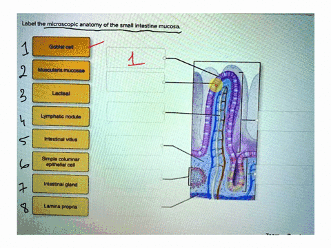Histology of Organs of the Digestive Tract Get out your microscope and ...