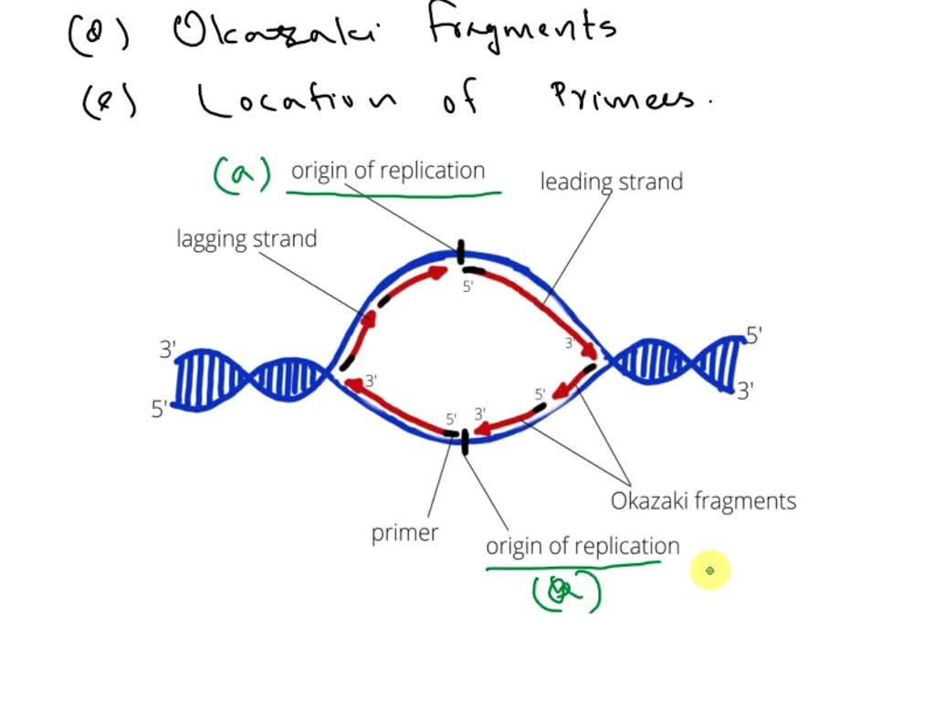 Solved Draw A Molecule Of Dna Undergoing Eukaryotic Linear Replication On Your Drawing