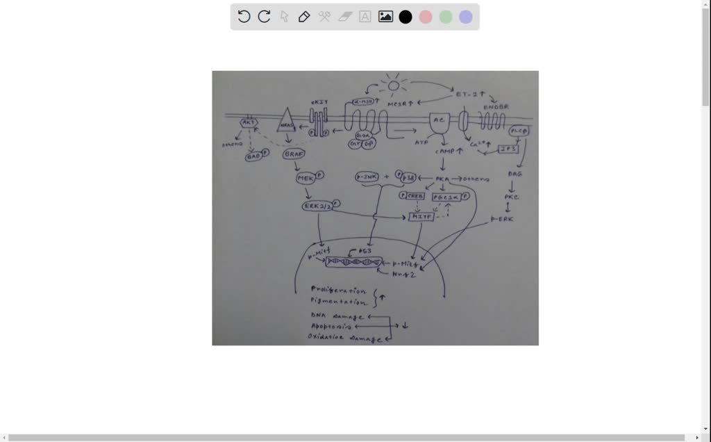 SOLVED: create a simple flowchart depicting the MC1R pathway. There ...