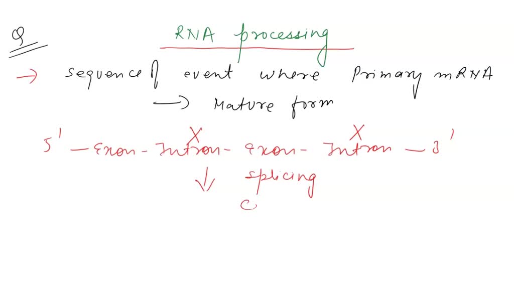 SOLVED: Which of the following is true of RNA processing? (A) Exons are ...