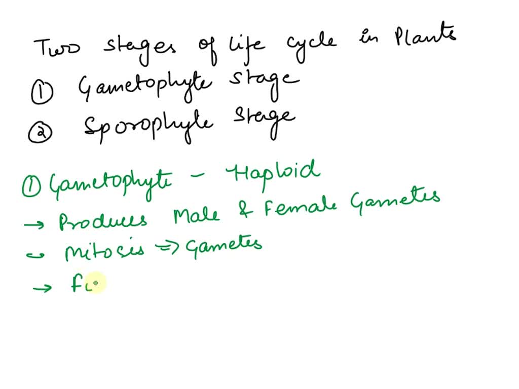 SOLVED: for each stage in a conifers life cycle, explain where that ...