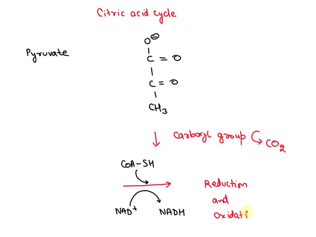 Solved The Conversion Of Pyruvate Into Acetyl Coa Consists Of Three Steps Identify These Three