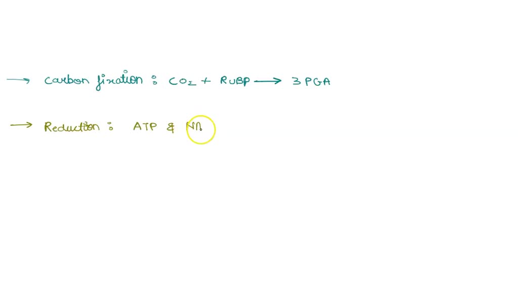 SOLVED: At step E, the enzyme used to produce RuBP is called ...