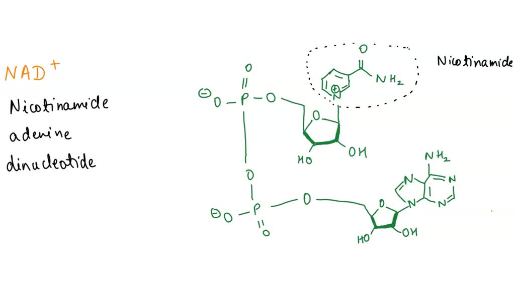 SOLVED: Draw structure of NAD+. What type of chemical reactions is ...