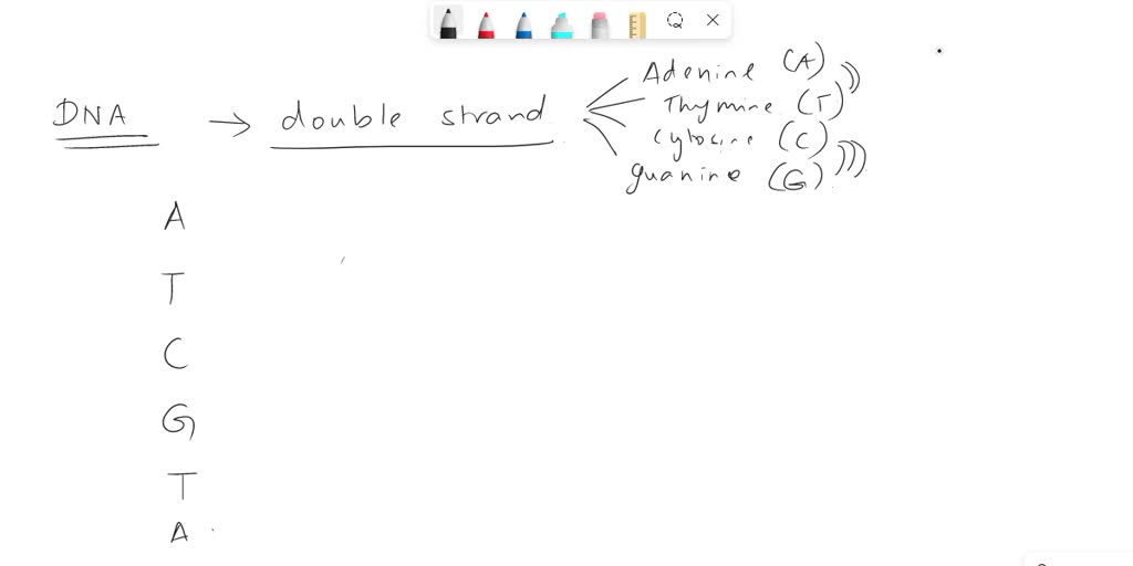 SOLVED: 'Which DNA strand represents the complementary base sequence to ...