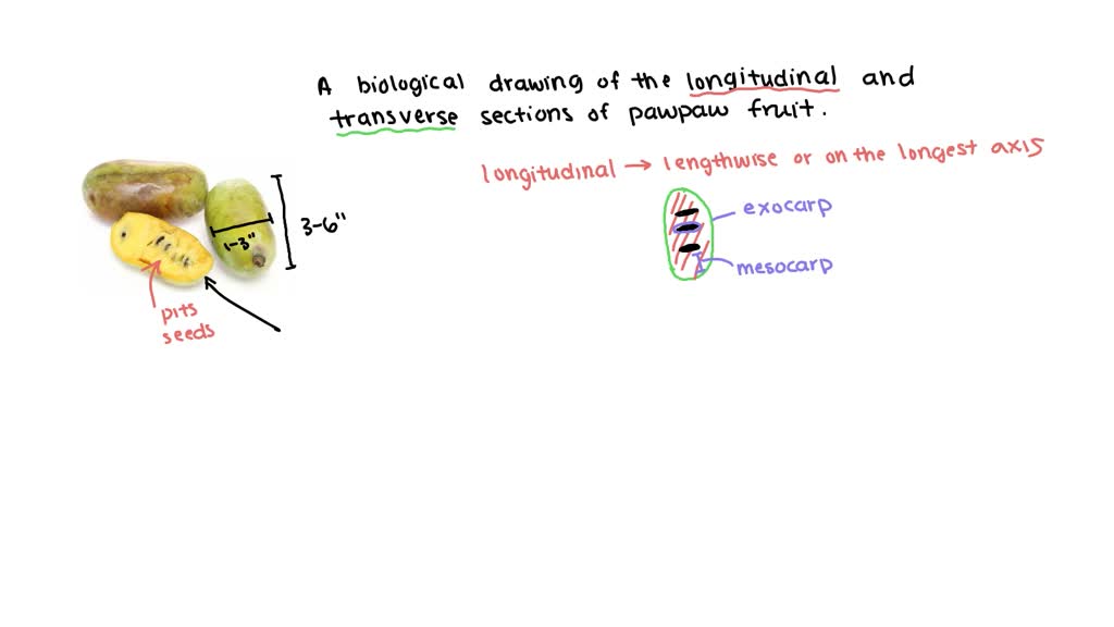 SOLVED: A biological drawing of the longitudinal and transverse ...