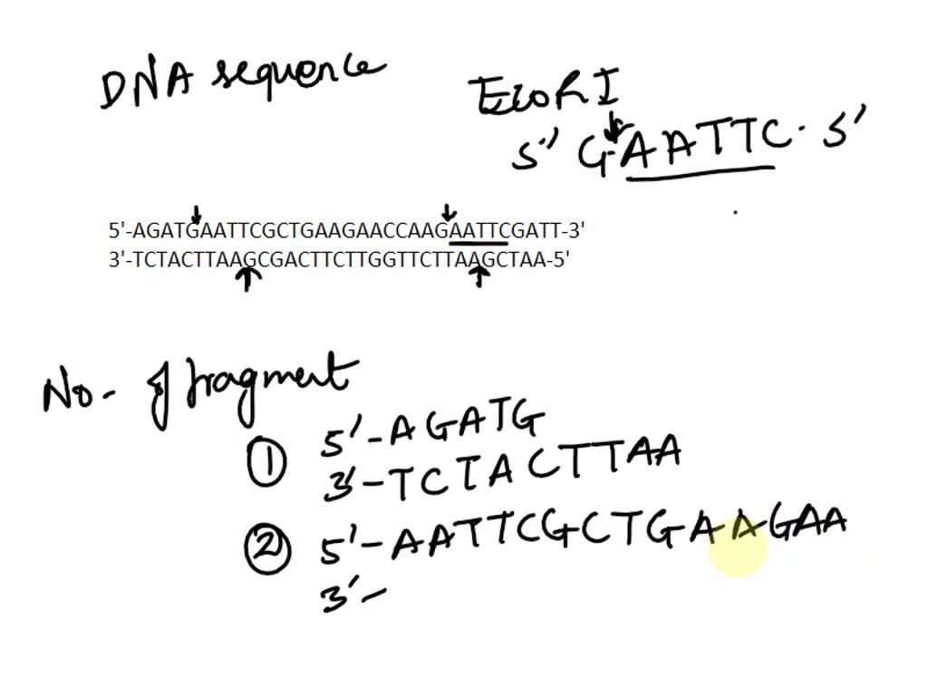SOLVED: The DNA molecule, whose entire sequence is given below, is digested to completion with ...