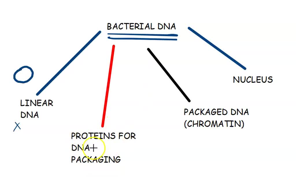 SOLVED: All of the following are true of most bacterial DNA EXCEPT It ...