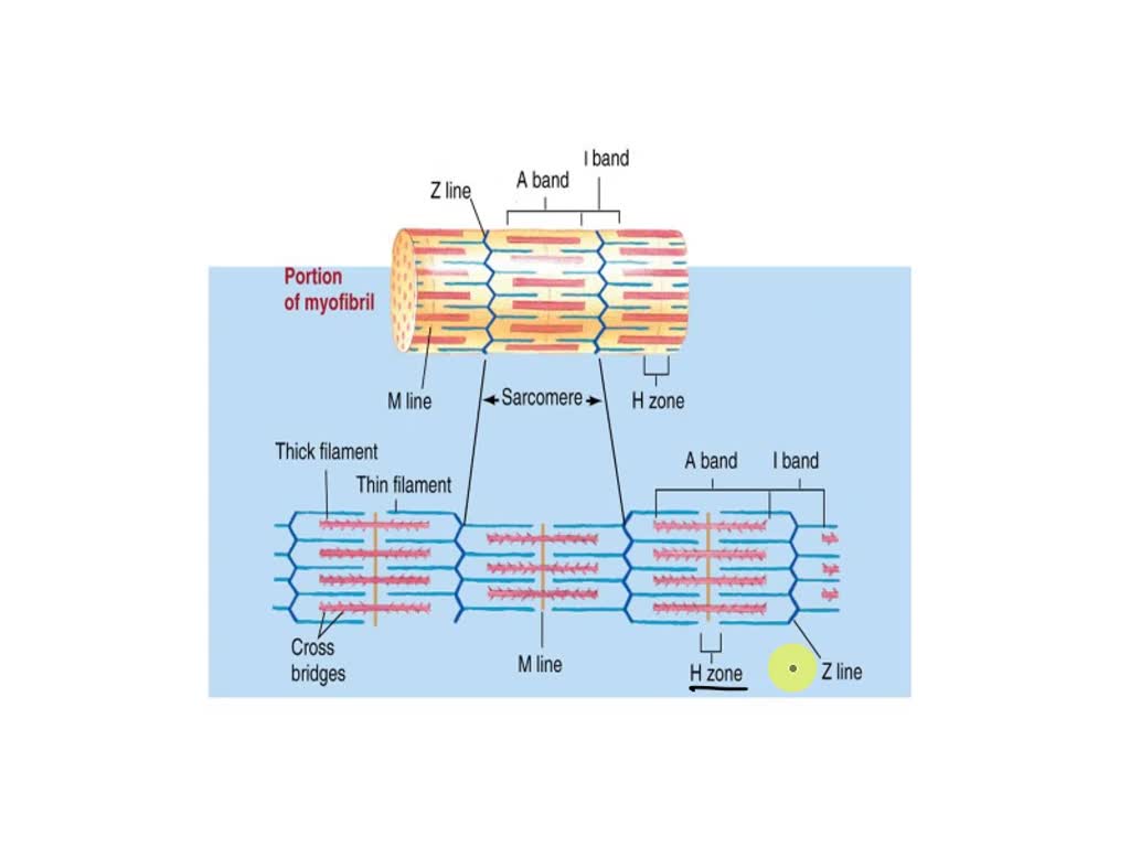 SOLVED: Using lines, indicate where the boundaries are for the A band ...