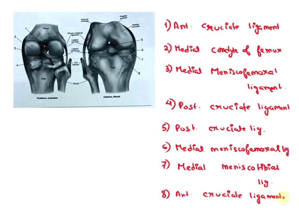 SOLVED: 2019 bluedoorlabs 8. Identify the following structures seen at ...