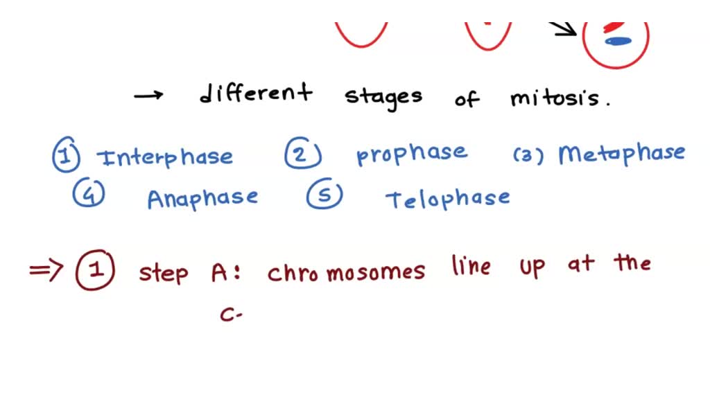 SOLVED: Some steps in mitosis are shown below in the incorrect order ...