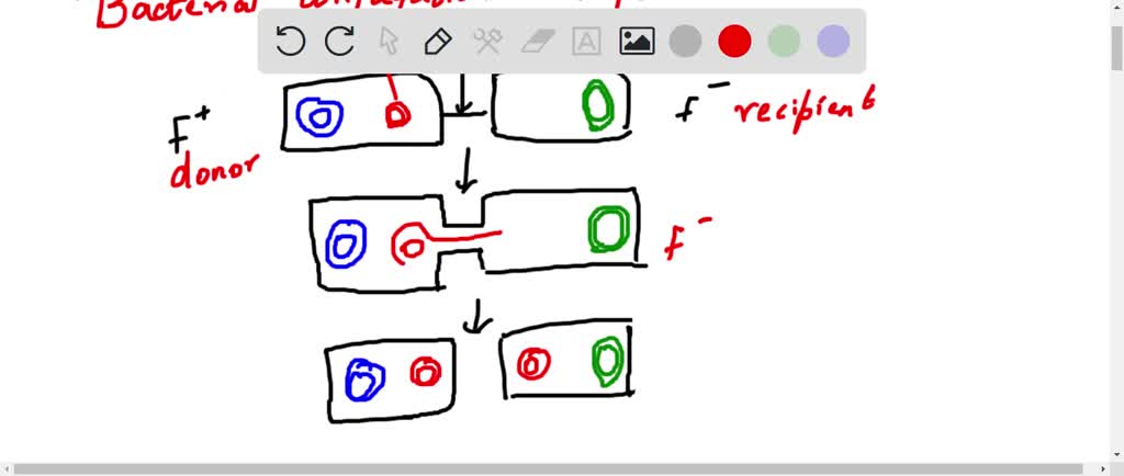 SOLVED: An F- cell is the recipient cell during conjugation with an F+ ...