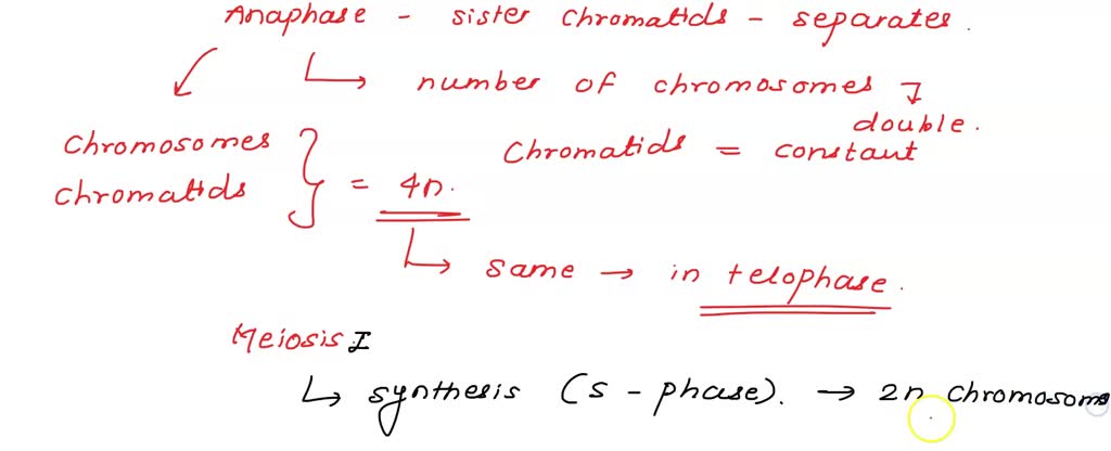 SOLVED: A cell in prophase II contains 6 chromosomes. How many ...